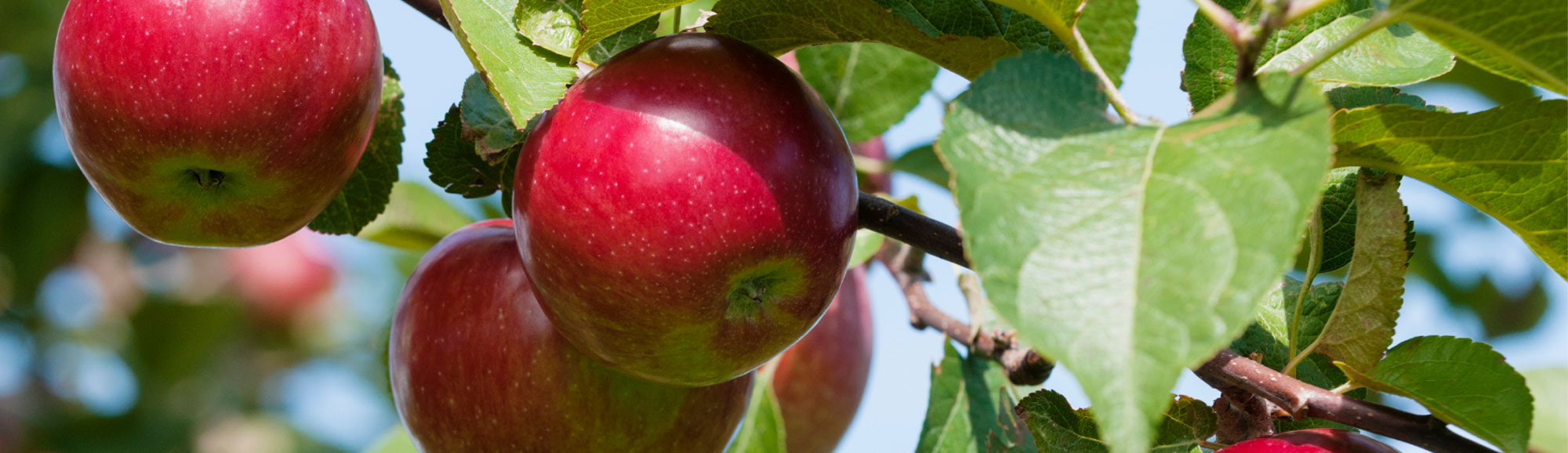 Baltic Control Certification